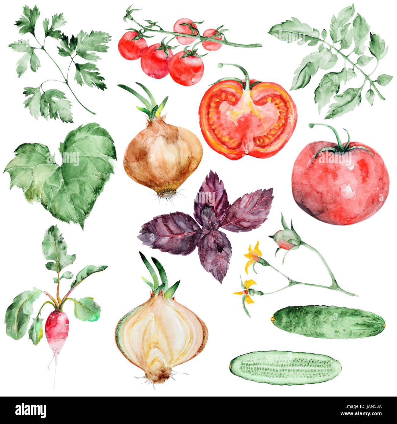 Watercolor Vegetable Illustrations