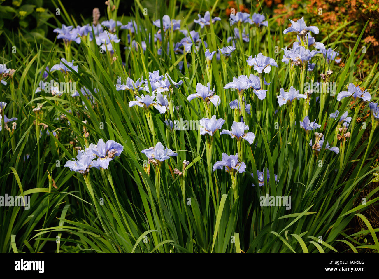 Light blue Iris sibirica 'Silver Edge' in flower in late spring early ...