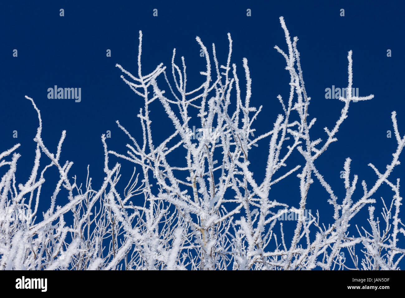 Closeup of branches of a tree, covered with rime frost against a blue ...