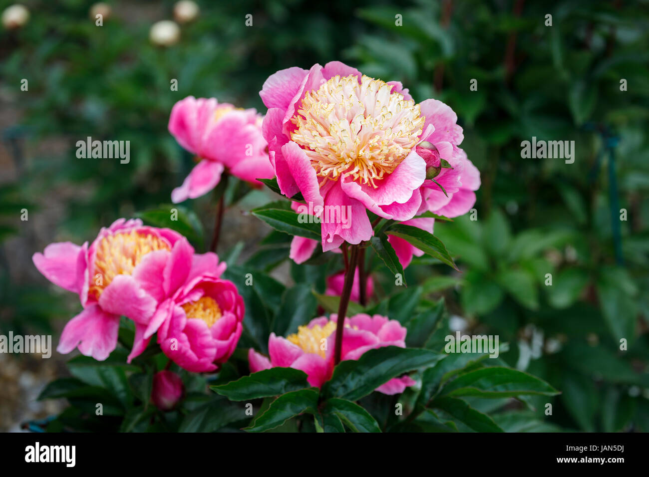 White Peonies Paeonia High Resolution Stock Photography and Images - Alamy