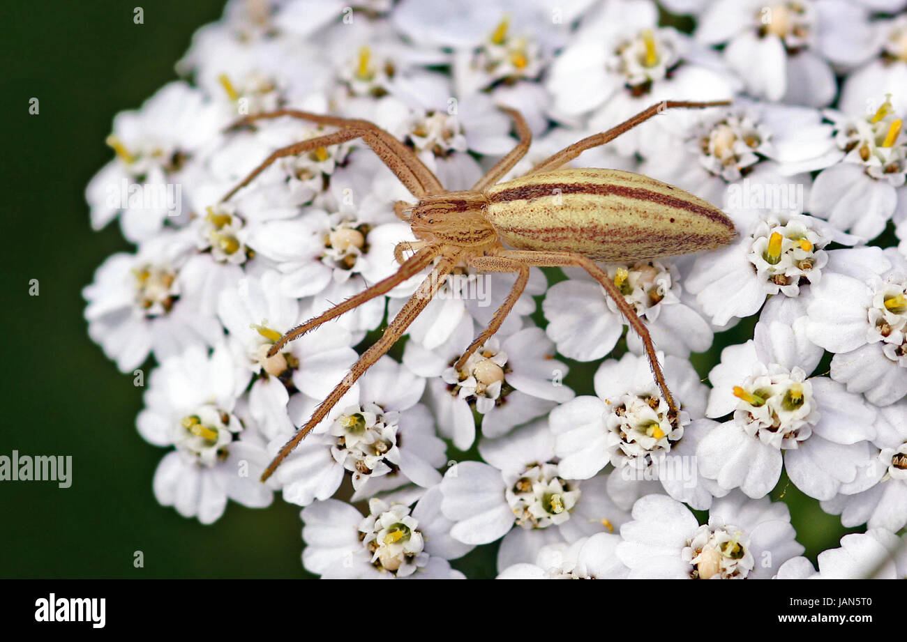 Laufspinne hi-res stock photography and images - Alamy
