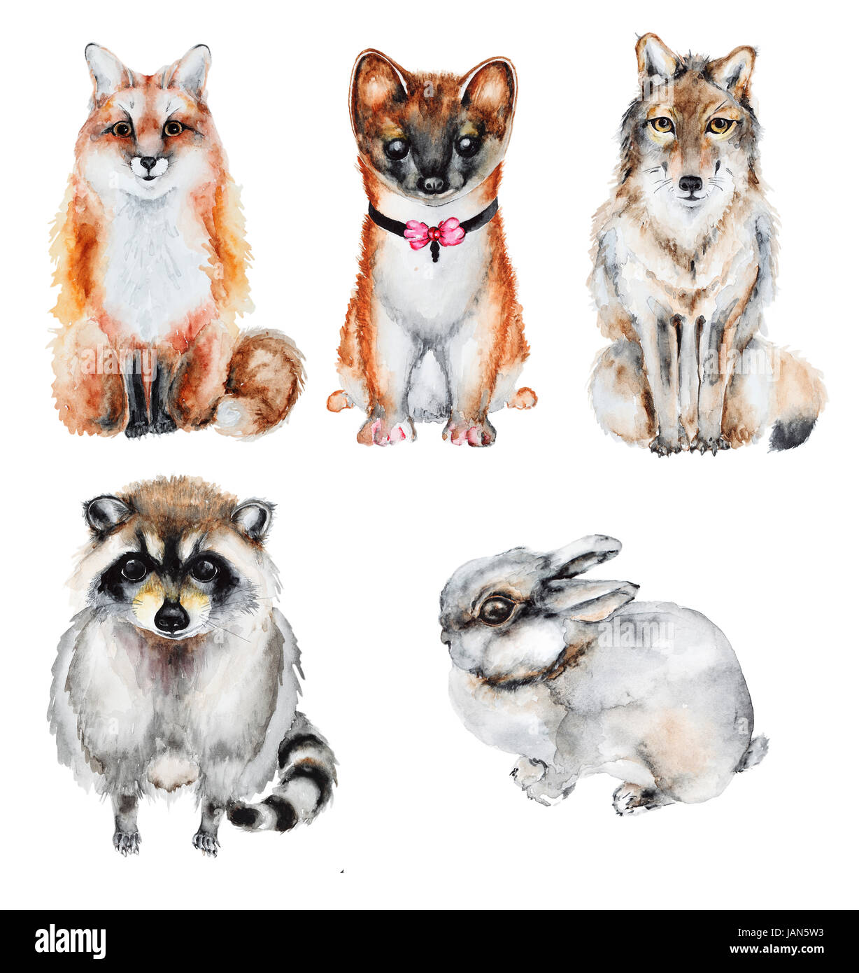 Watercolor wolf hi-res stock photography and images - Alamy