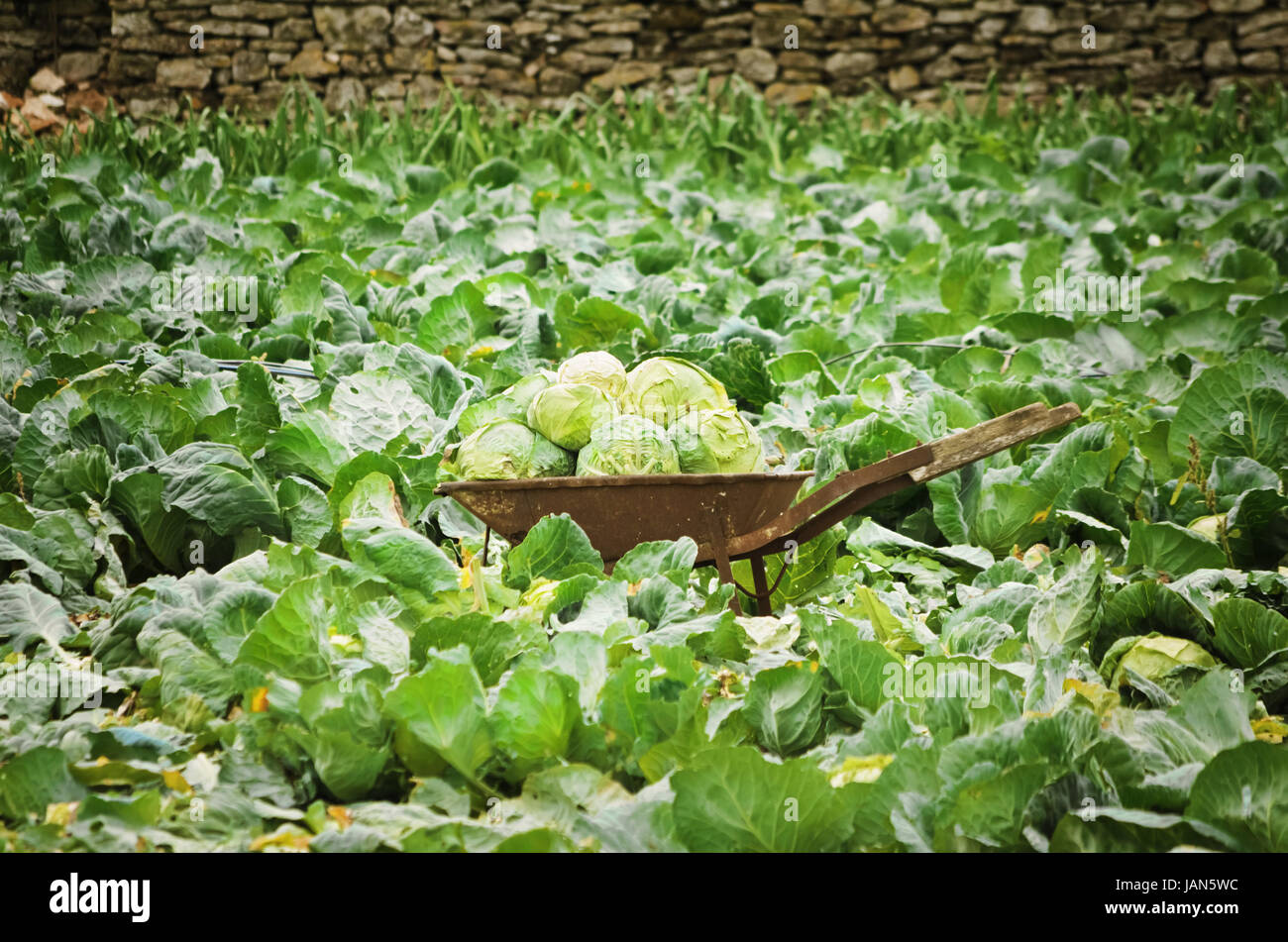 Wheelbarrow With A Crop Of Cabbage In The Cabbage Field Stock Photo - Alamy
