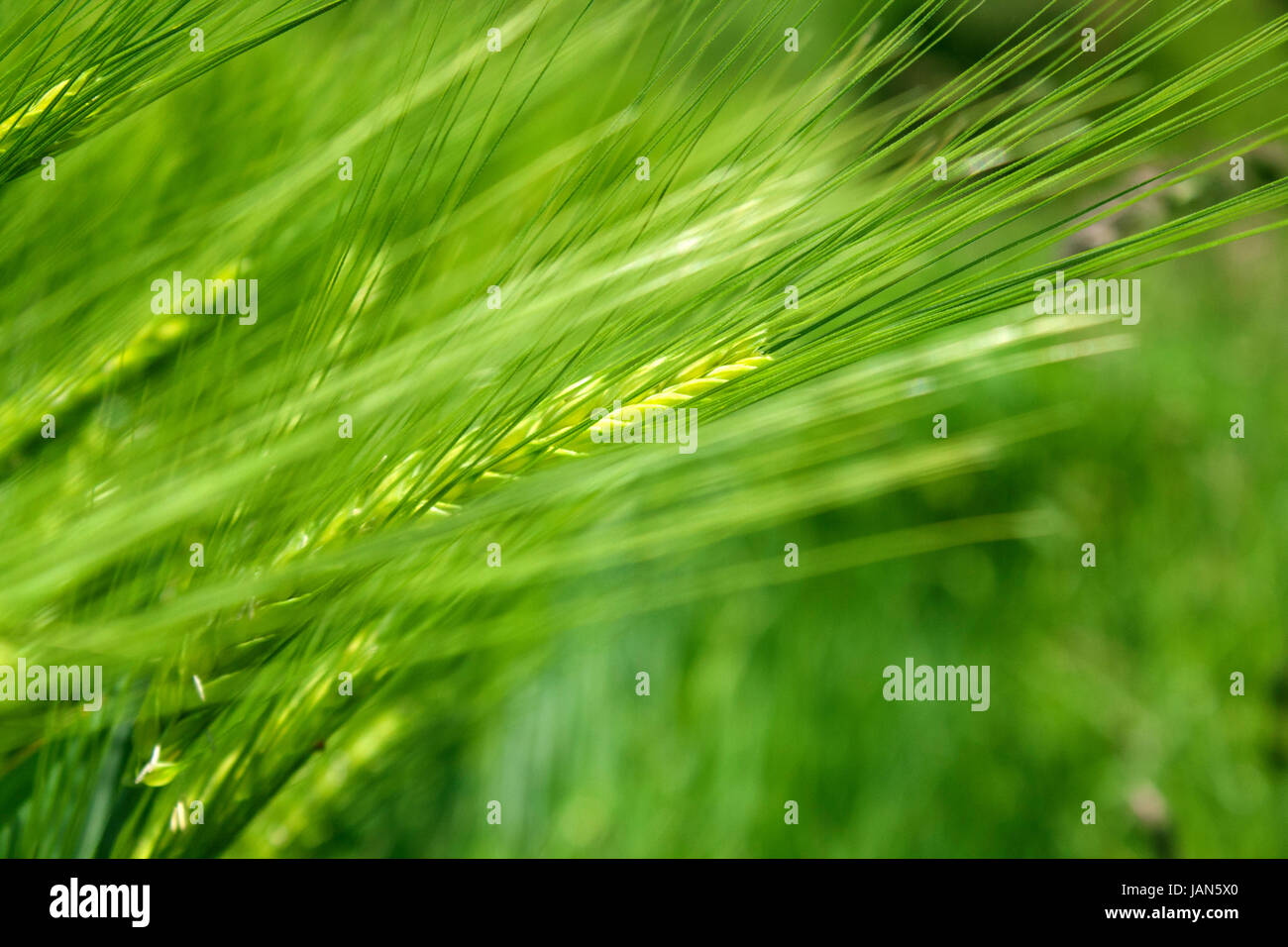 Barley close up with a green background Stock Photo - Alamy