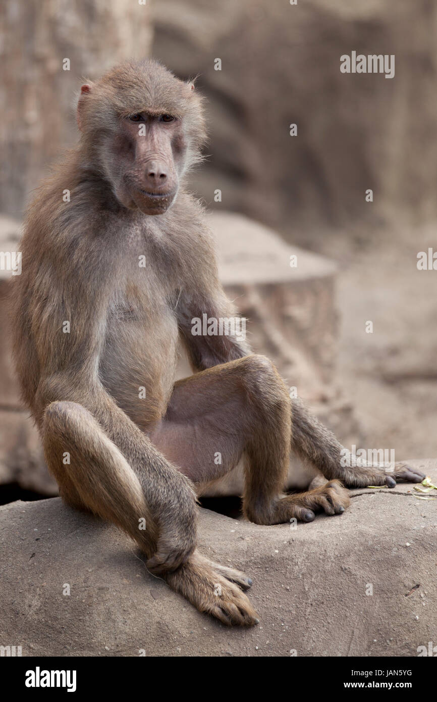 monkey sitting on a rock Stock Photo - Alamy