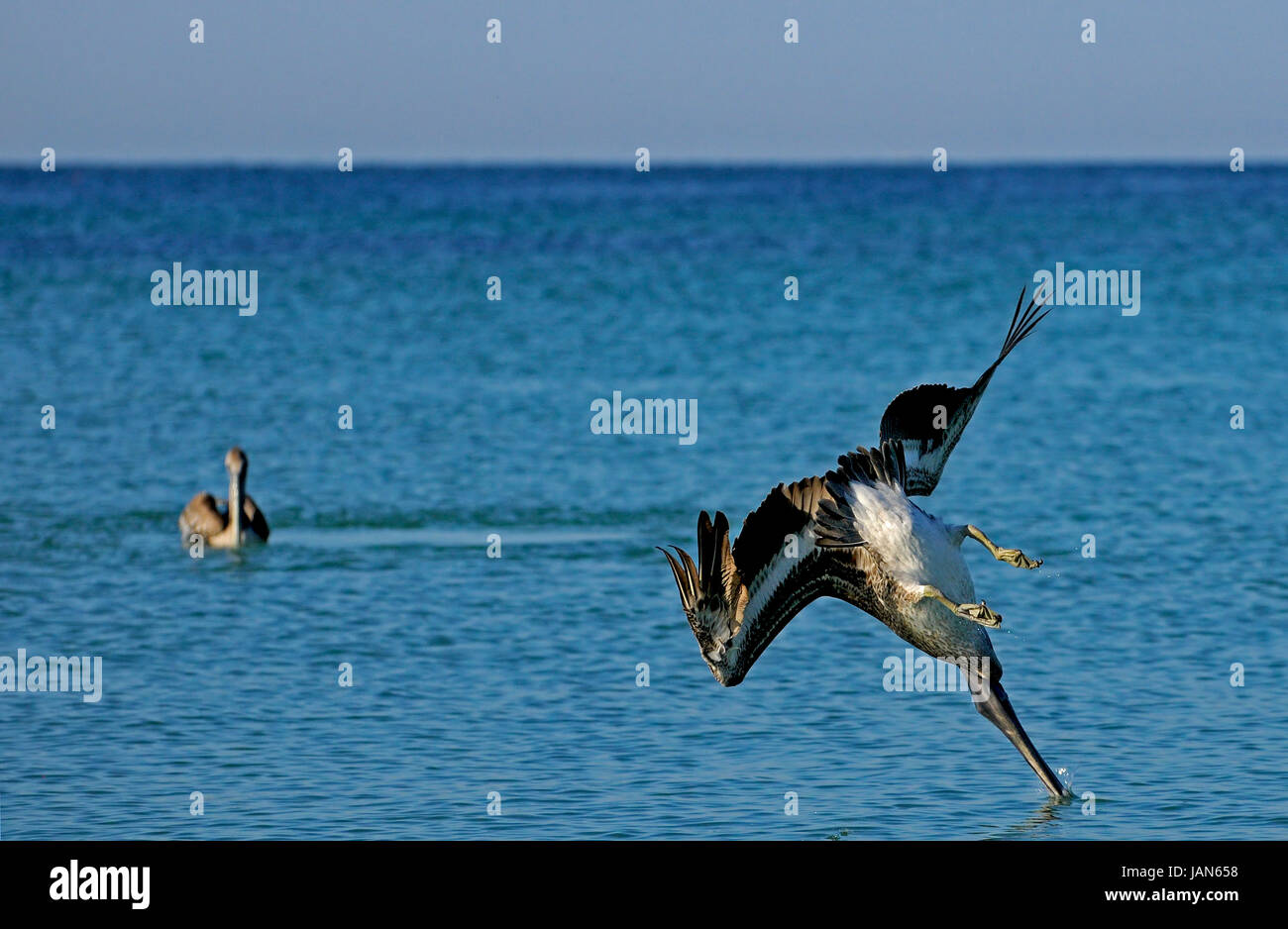 nose dive usa Stock Photo - Alamy
