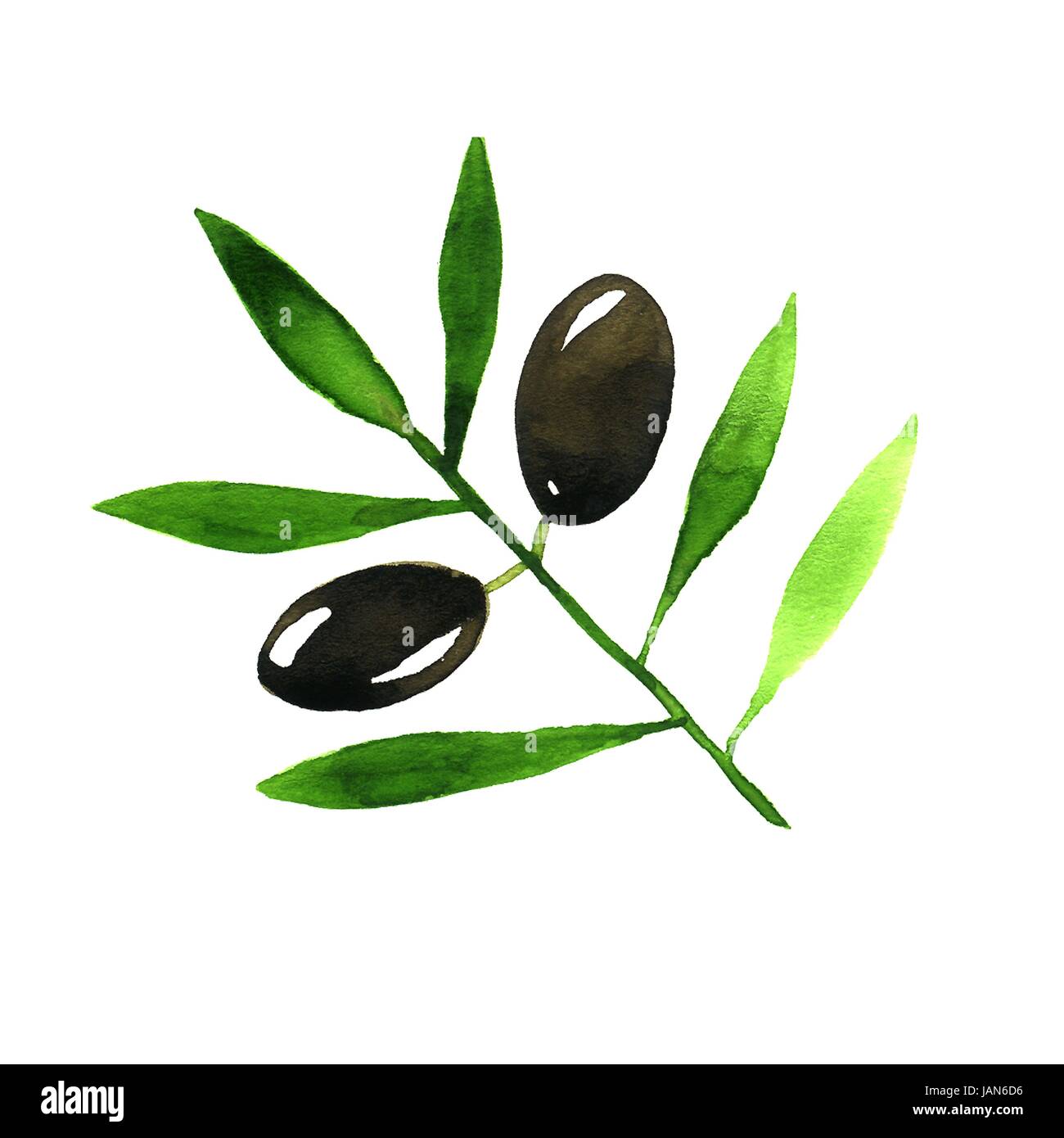 Watercolor drawing green olive branch hi-res stock photography and ...