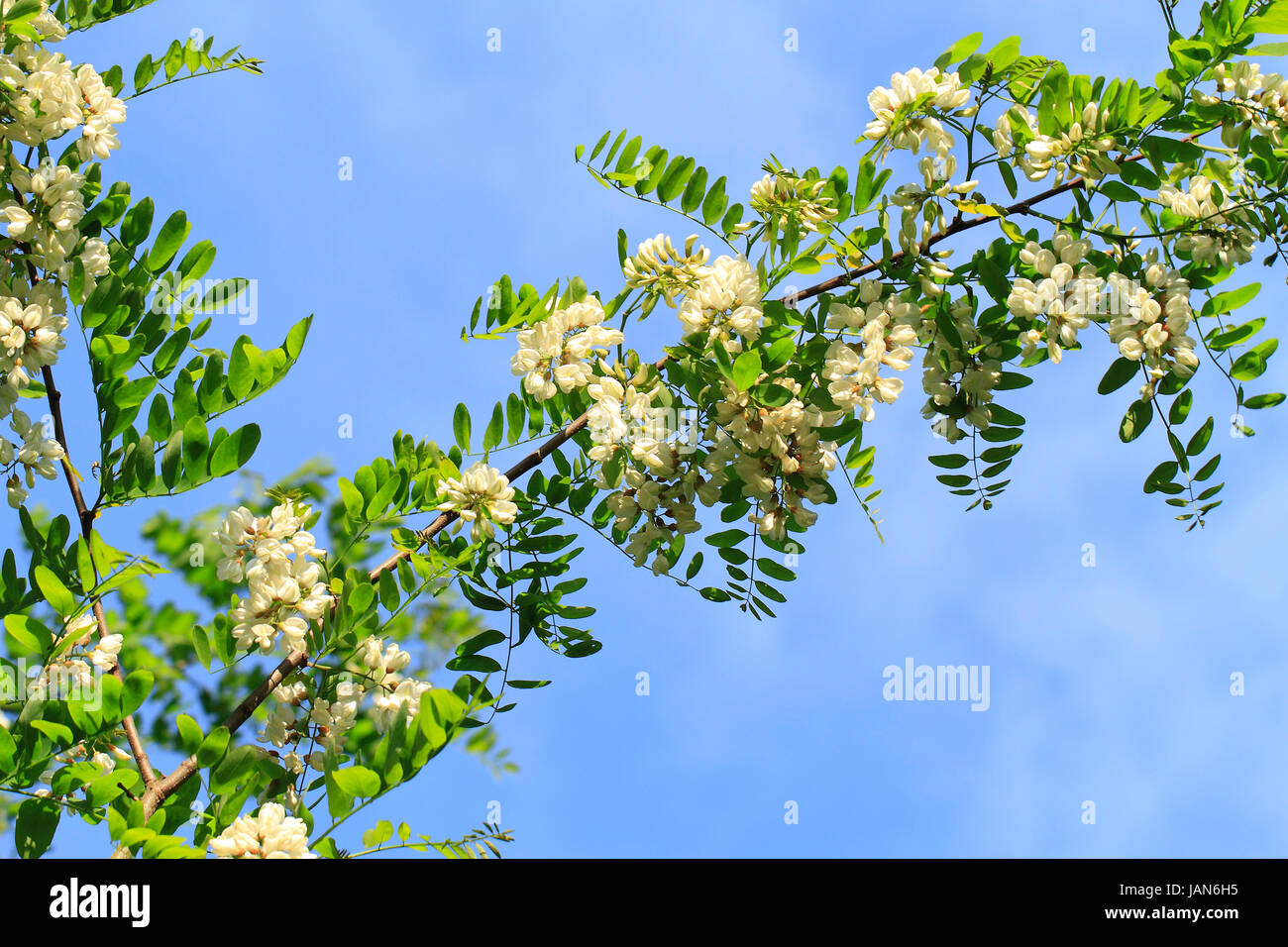 Bllüten einer Robinie (Robinia pseudoacacia) im Früsommer Stock Photo ...