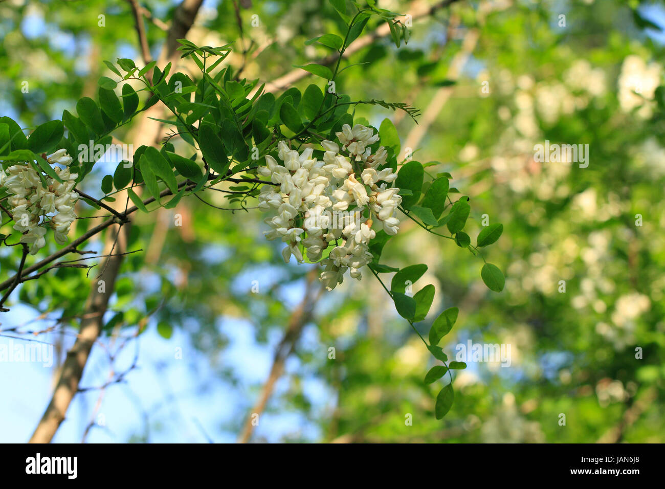 Bllüten einer Robinie (Robinia pseudoacacia) im Früsommer Stock Photo ...