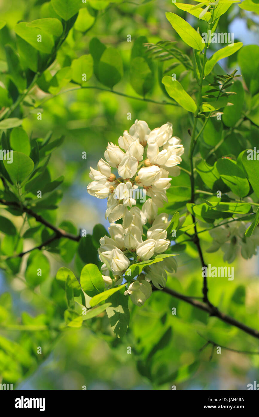 Robinie blatt hi-res stock photography and images - Alamy