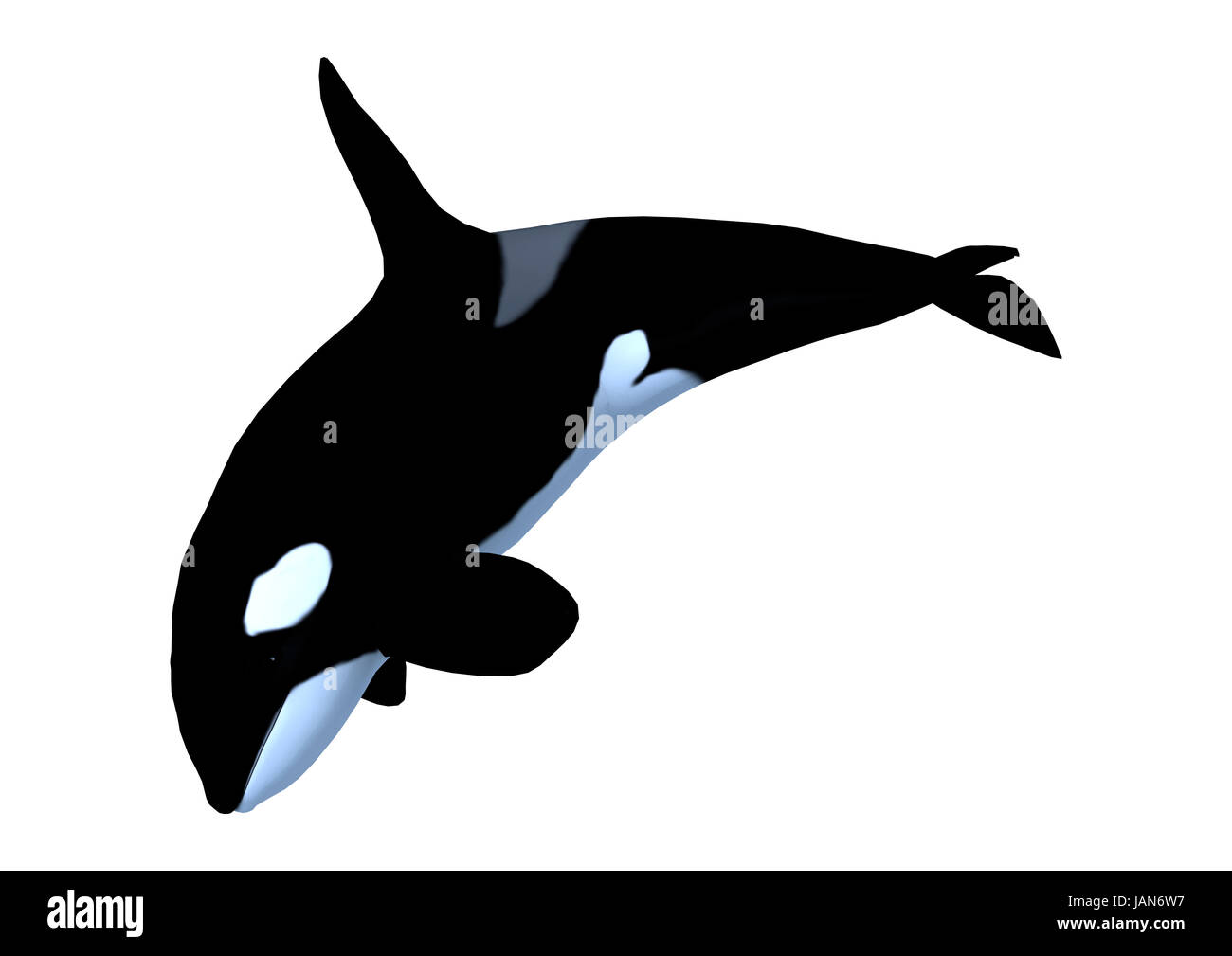 3D rendering of a killerwhale, orcinus orca isolated on white ...