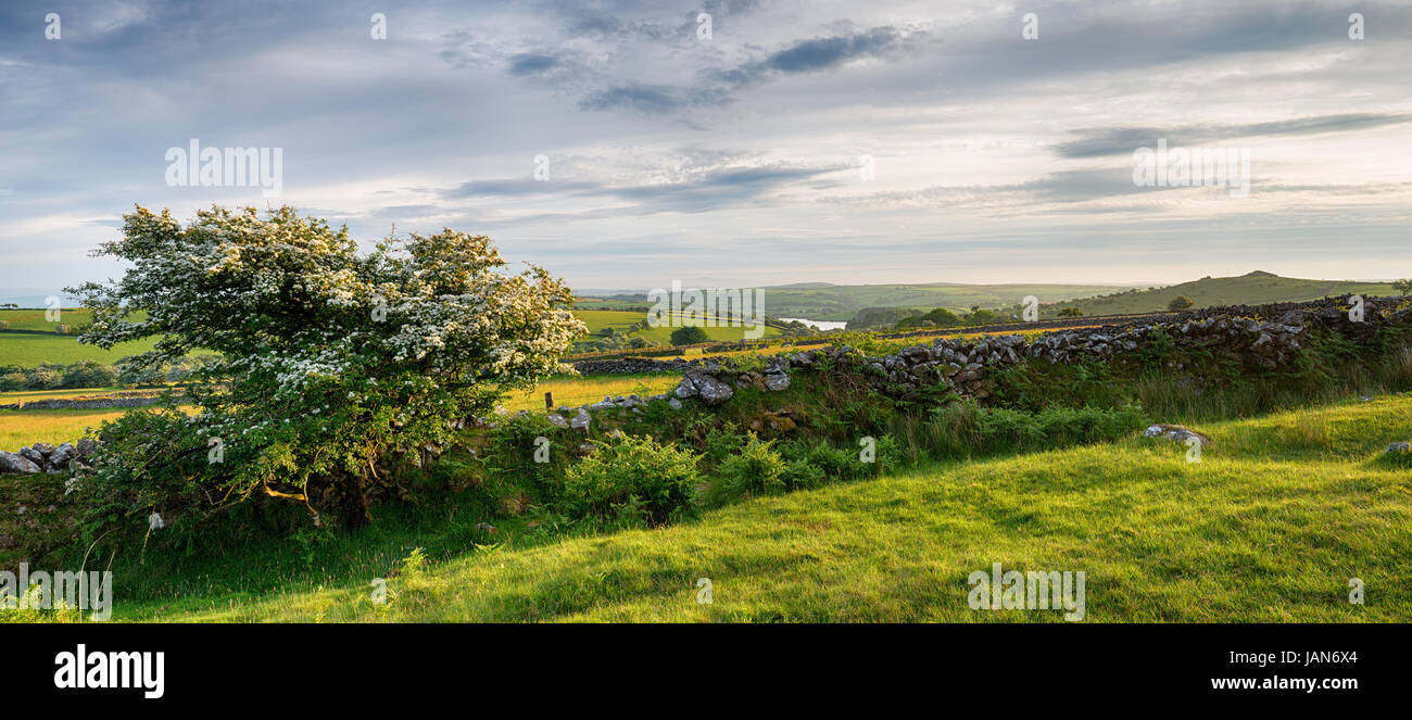 A Hawthorn tree in bloom on Bodmin Moor in Cornwall with Siblyback lake ...
