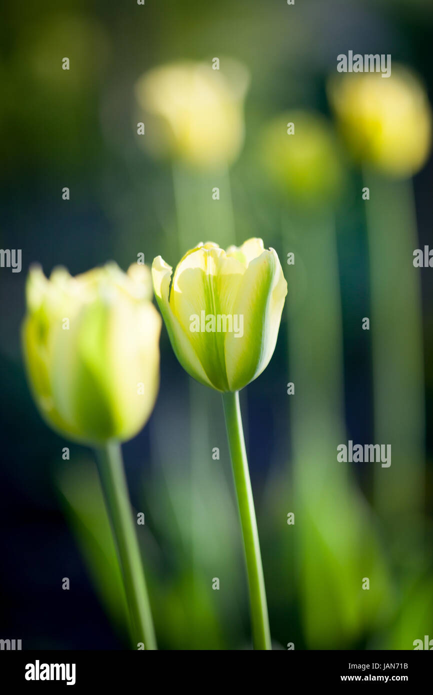 Beautiful yellow tulips in nature Stock Photo - Alamy