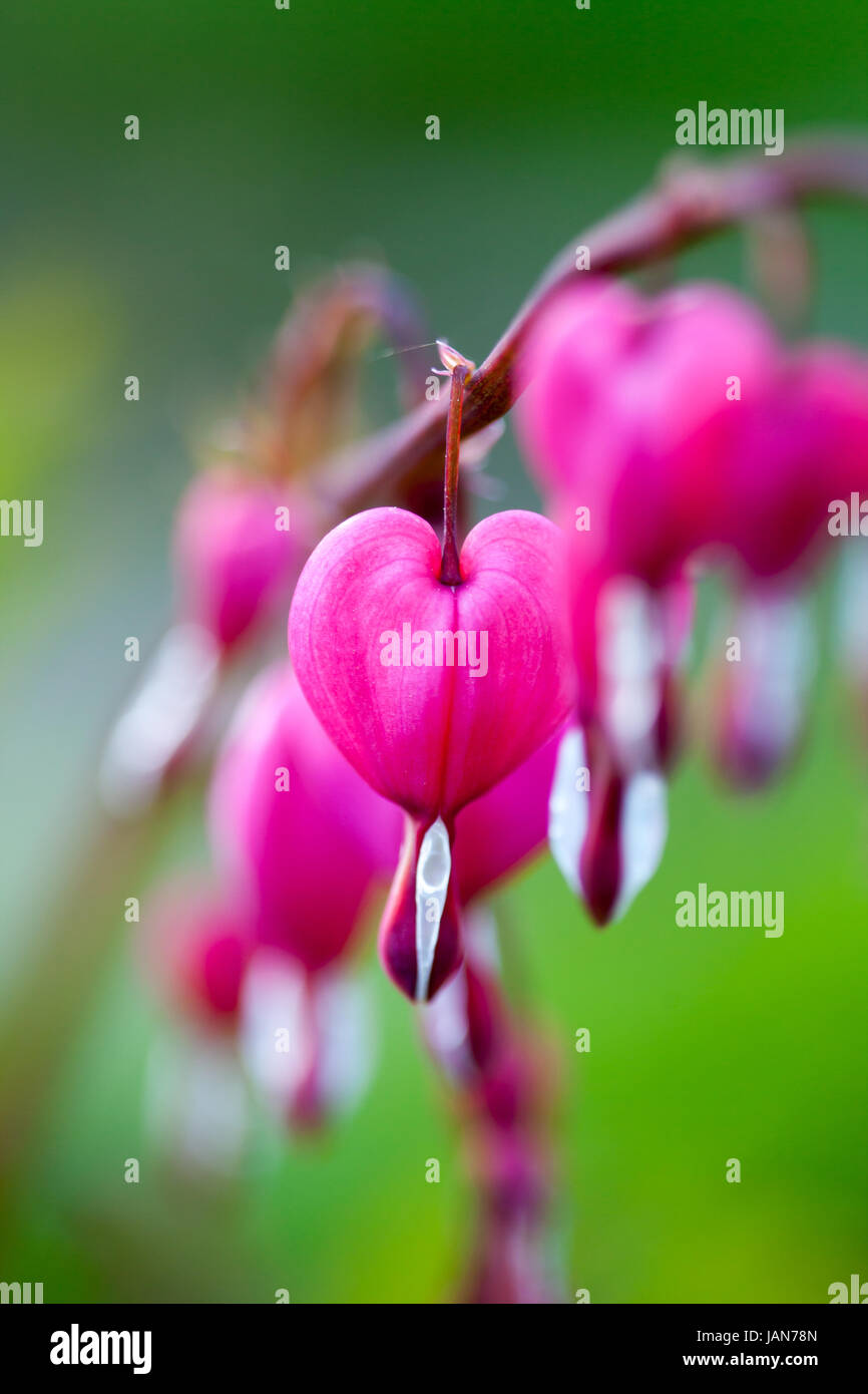 Pink bleeding heart flower hanging Stock Photo - Alamy