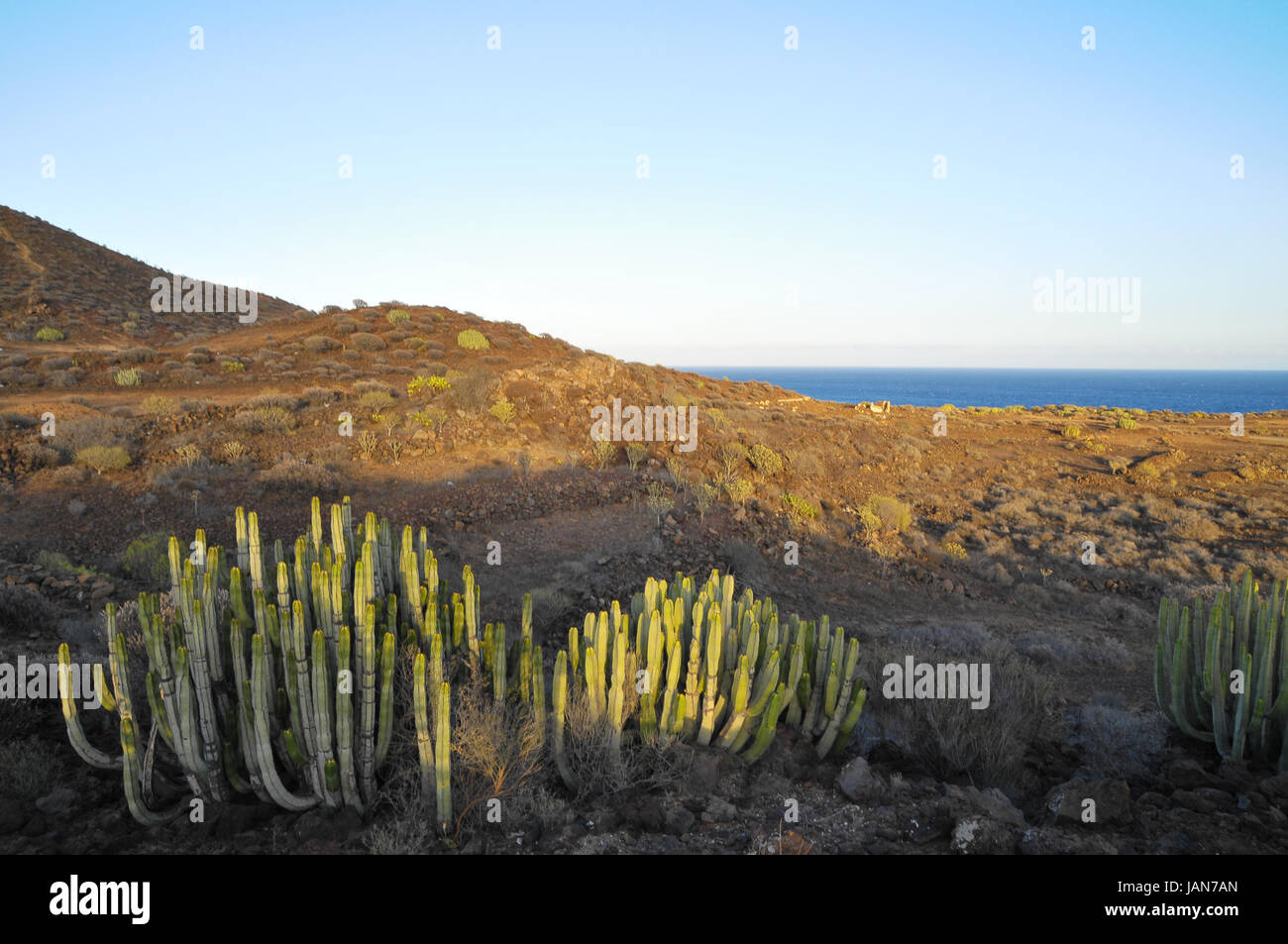 Organ pipe national forest hi-res stock photography and images - Alamy