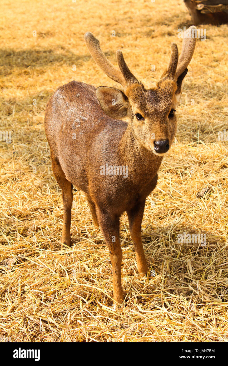 An adorable image of a young fawn Stock Photo - Alamy