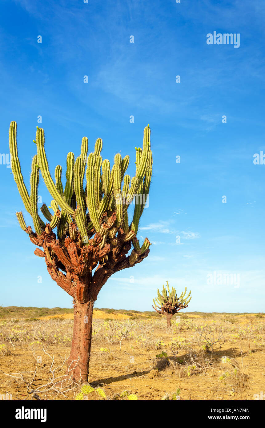 Cactus wilderness la guajira colombia hi-res stock photography and ...