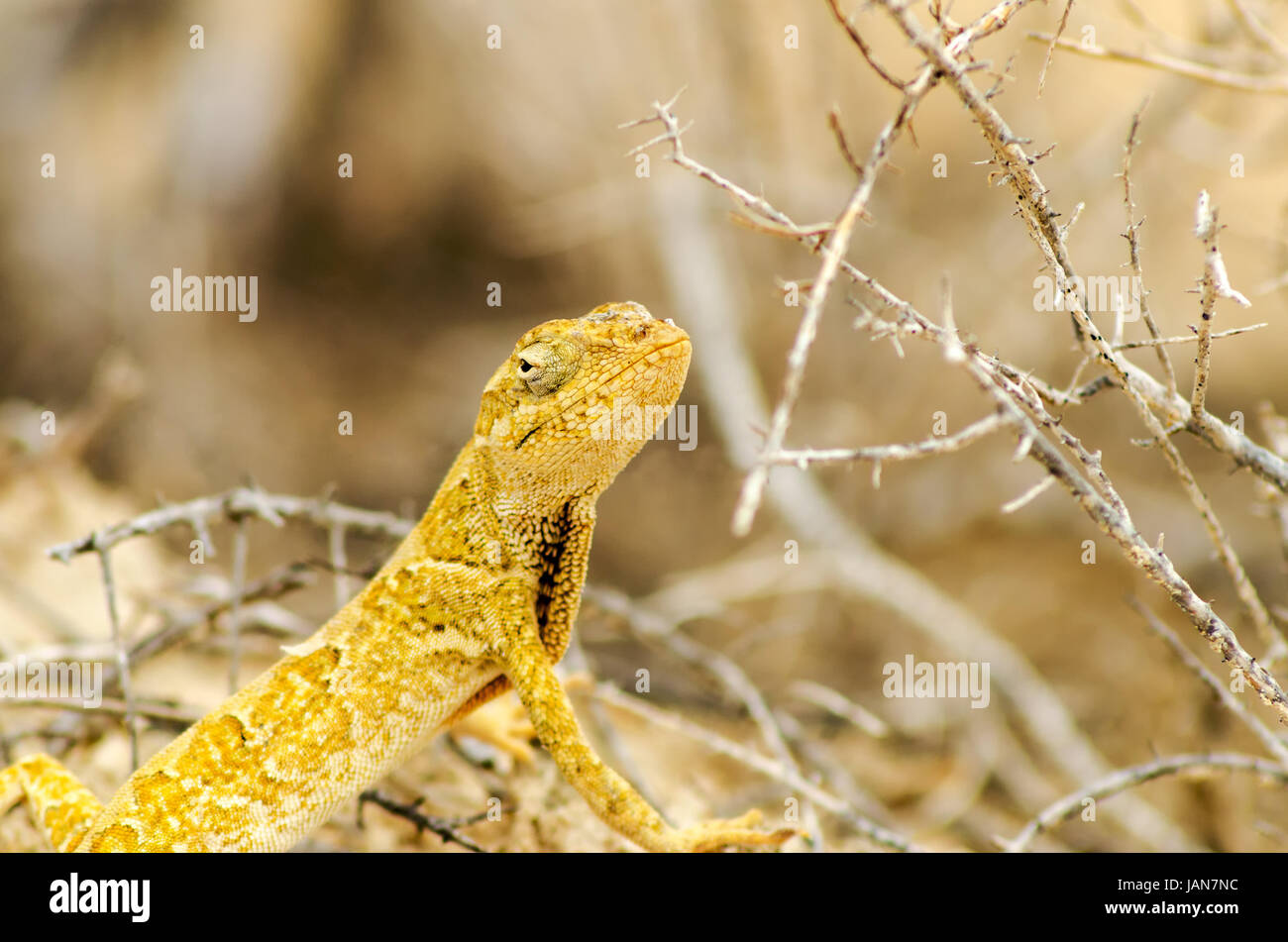 Closeup view of a small yellow lizard in La Guajira, Colombia Stock ...