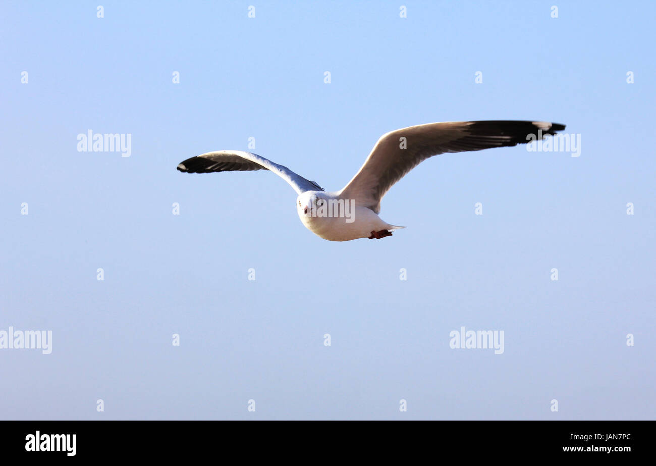 A photo of a flying seagull Stock Photo - Alamy