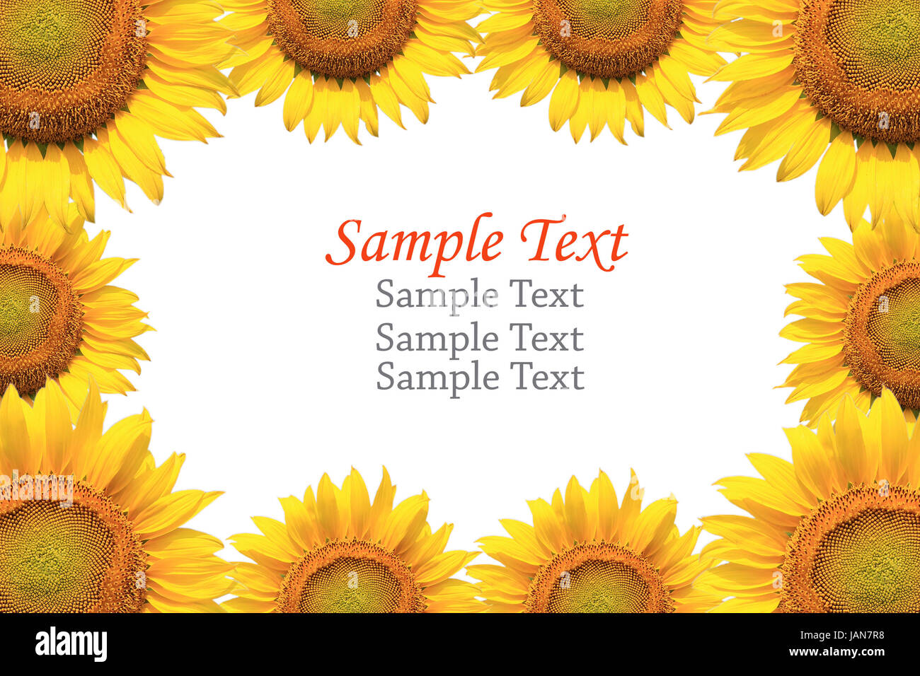 Sunflower isolated with sample text Stock Photo - Alamy