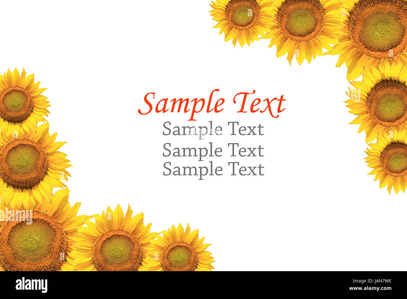 Sunflower isolated with sample text Stock Photo - Alamy