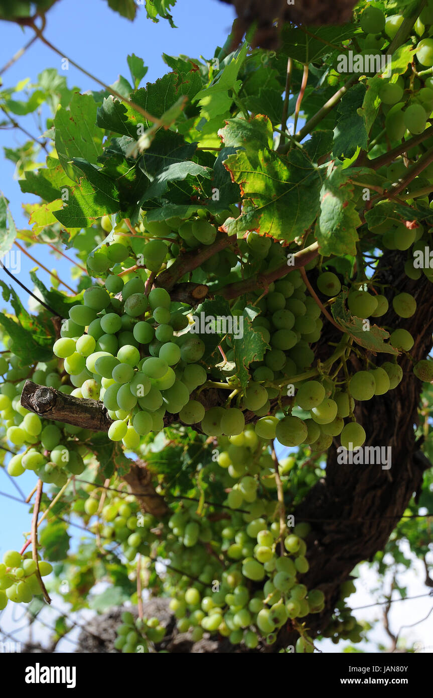 grape vine grape-vine Stock Photo - Alamy