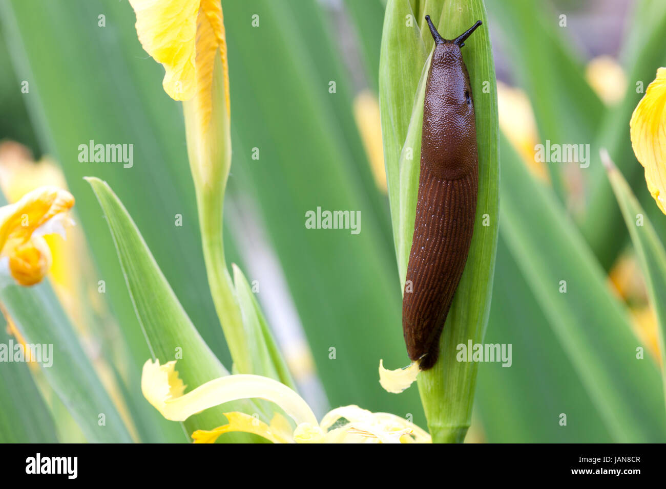 Slug control hi-res stock photography and images - Alamy