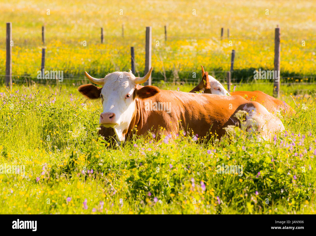 Happy cows hi-res stock photography and images - Alamy