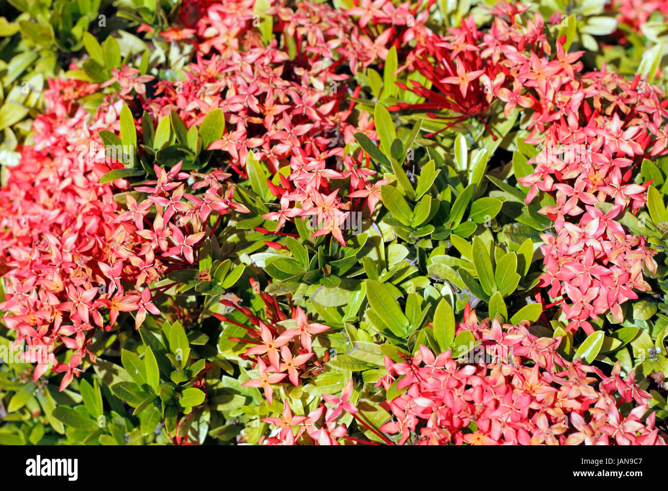 Grown in many gardens and landscapes in southern Florida the jungle ...