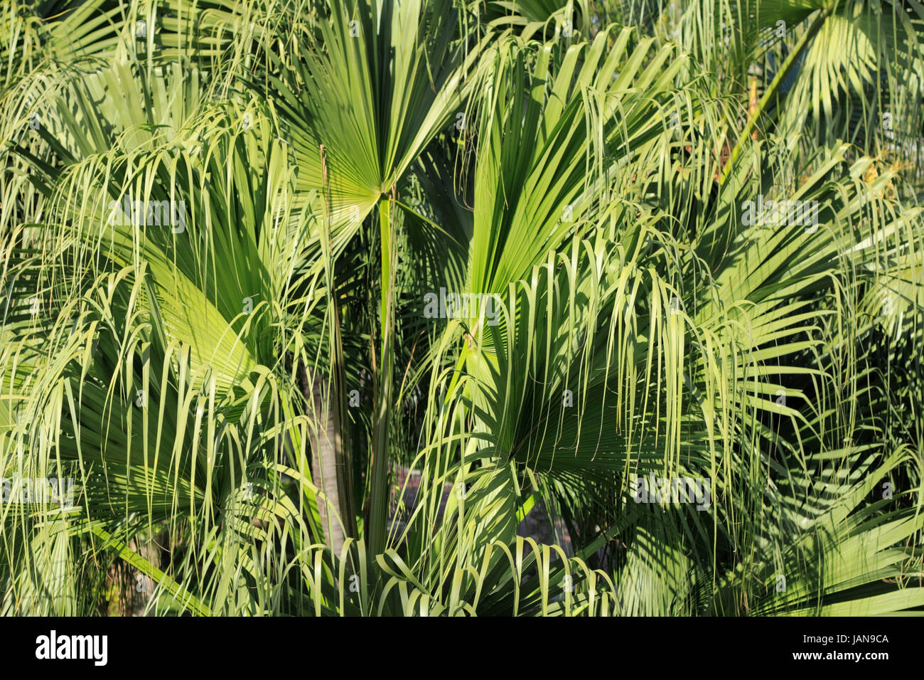 Background of palm tree leaves and trunk seen from the side of it about ...