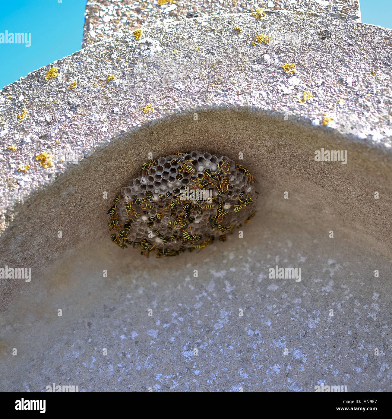 wasps in the wasp nest on wall Stock Photo - Alamy