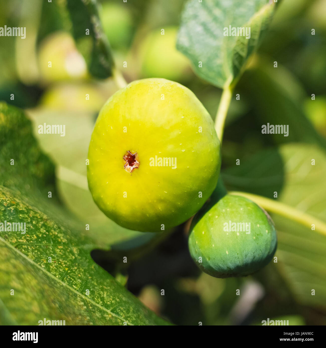 ripe fig on a tree Stock Photo - Alamy
