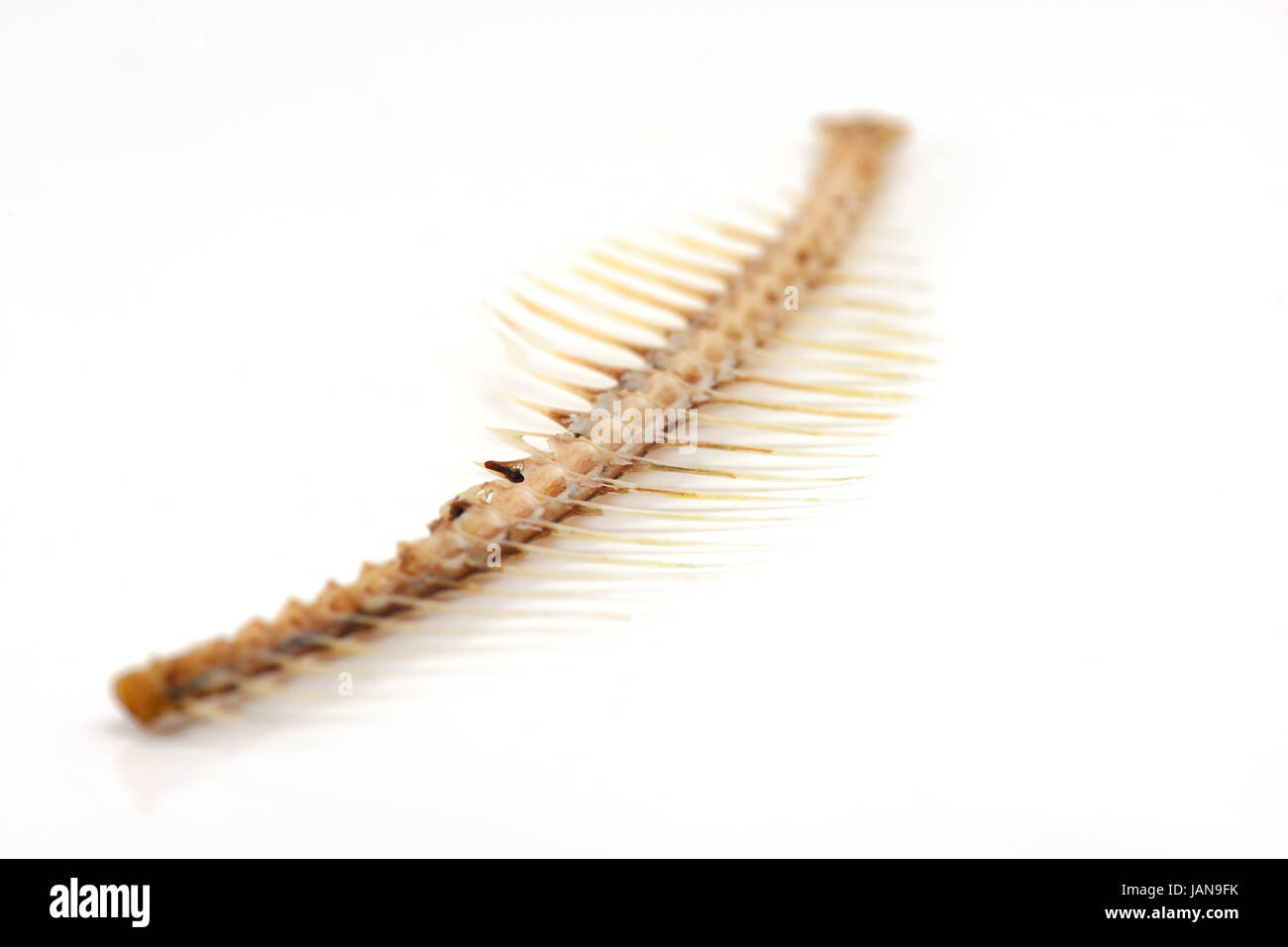 Fishbone Isolated on White Stock Photo - Alamy
