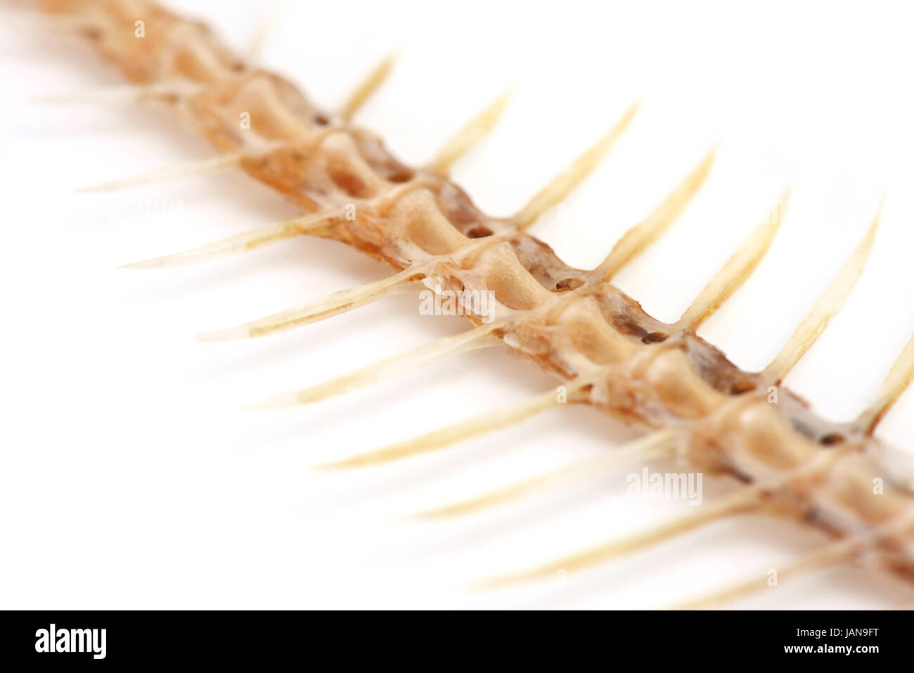 Fishbone Isolated on White Stock Photo - Alamy