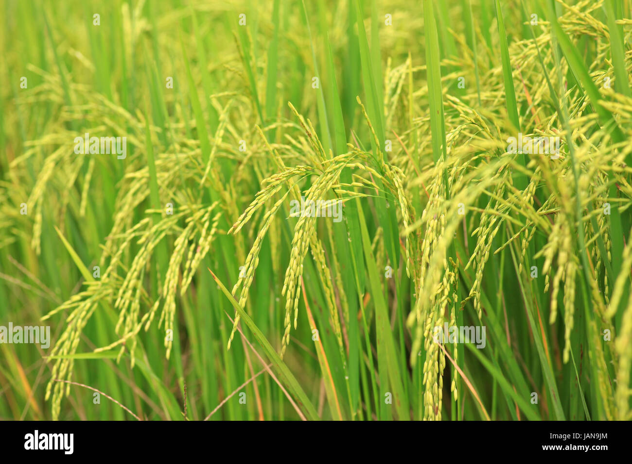 Rice Farm, Jusmine Rice Stock Photo - Alamy
