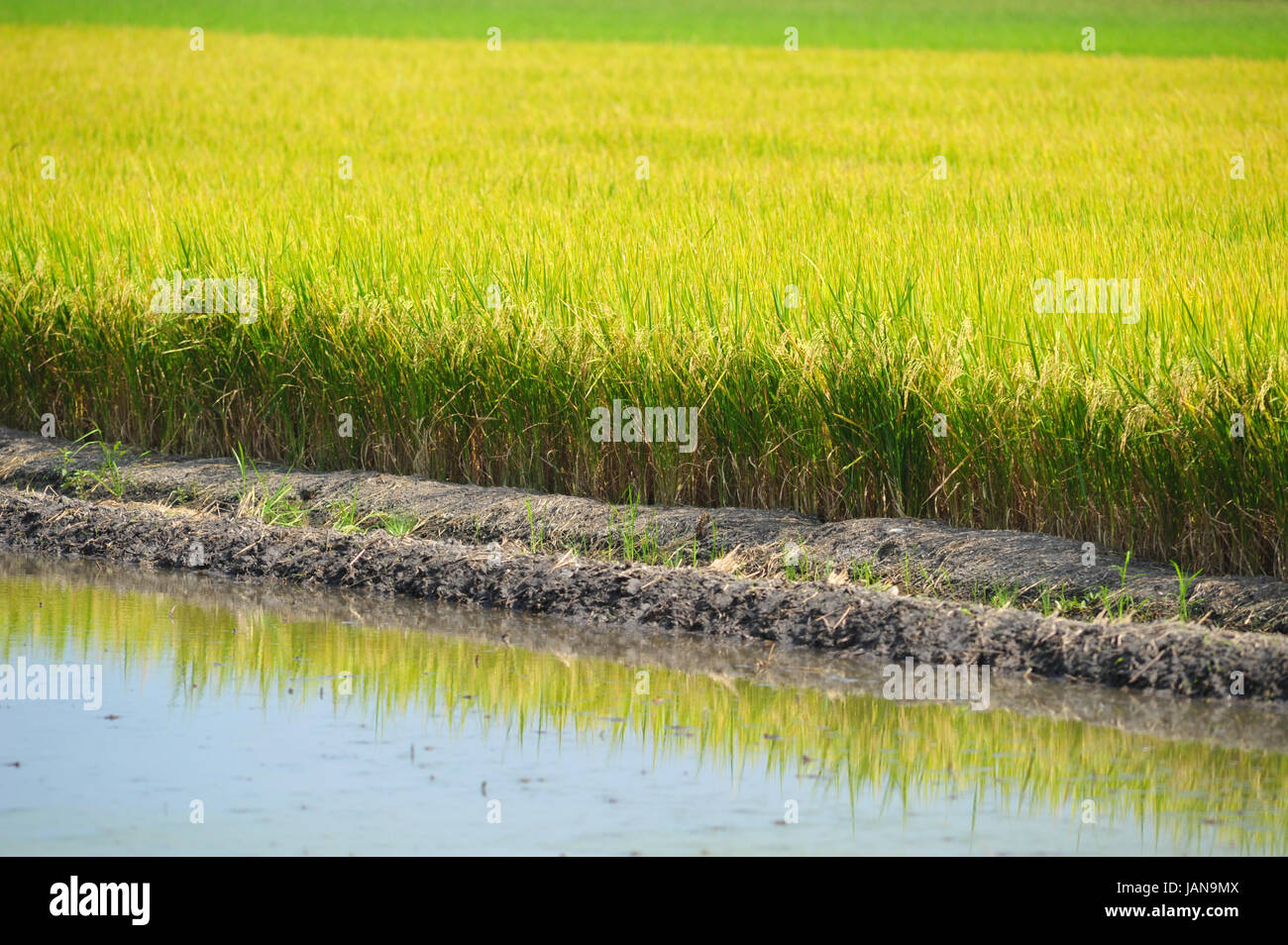 rice field in paddy Stock Photo - Alamy