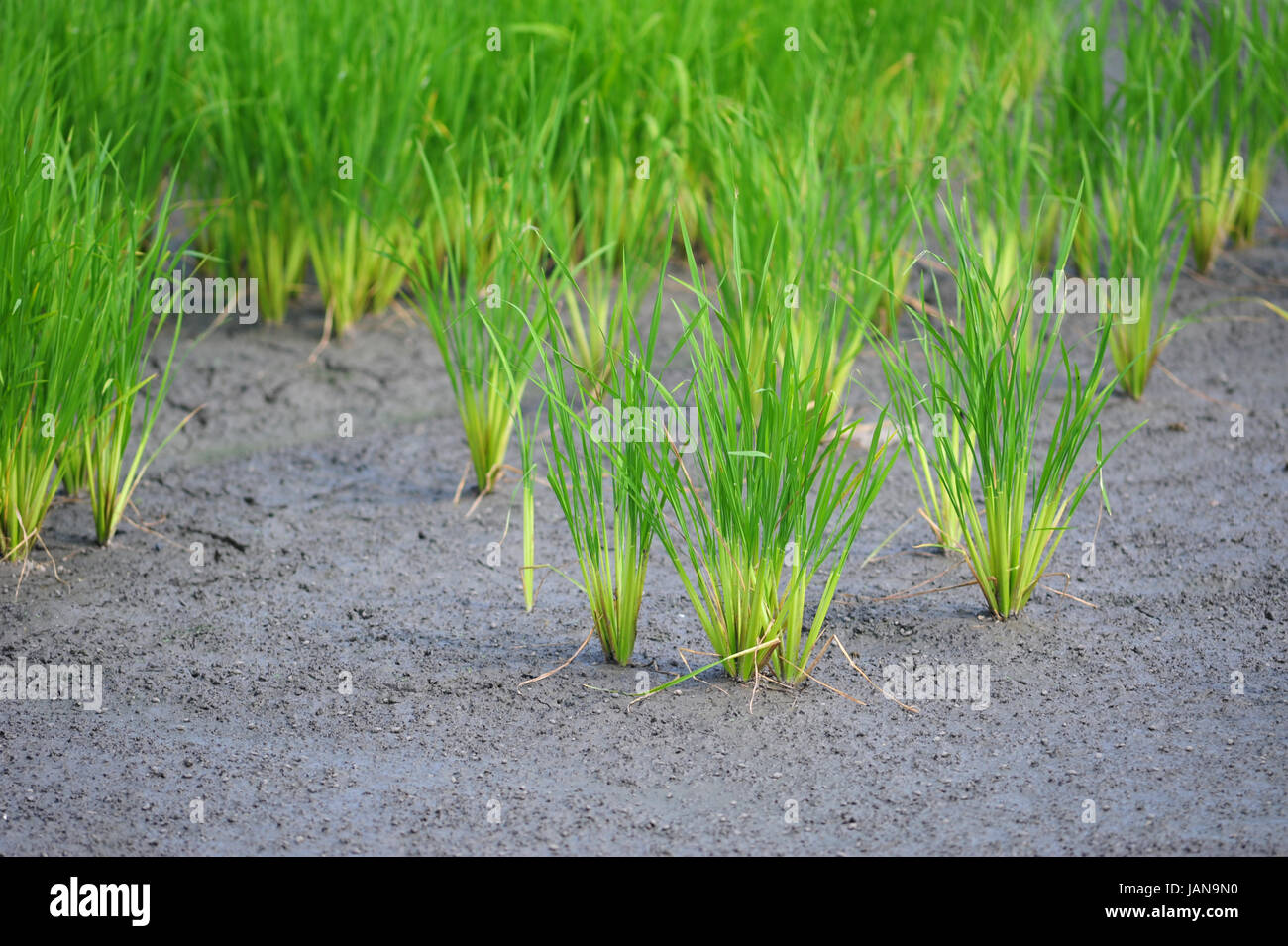 rice field in paddy Stock Photo - Alamy