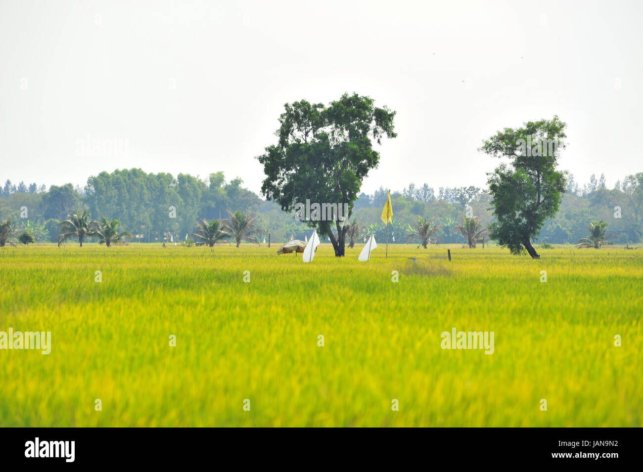 rice field in paddy Stock Photo - Alamy