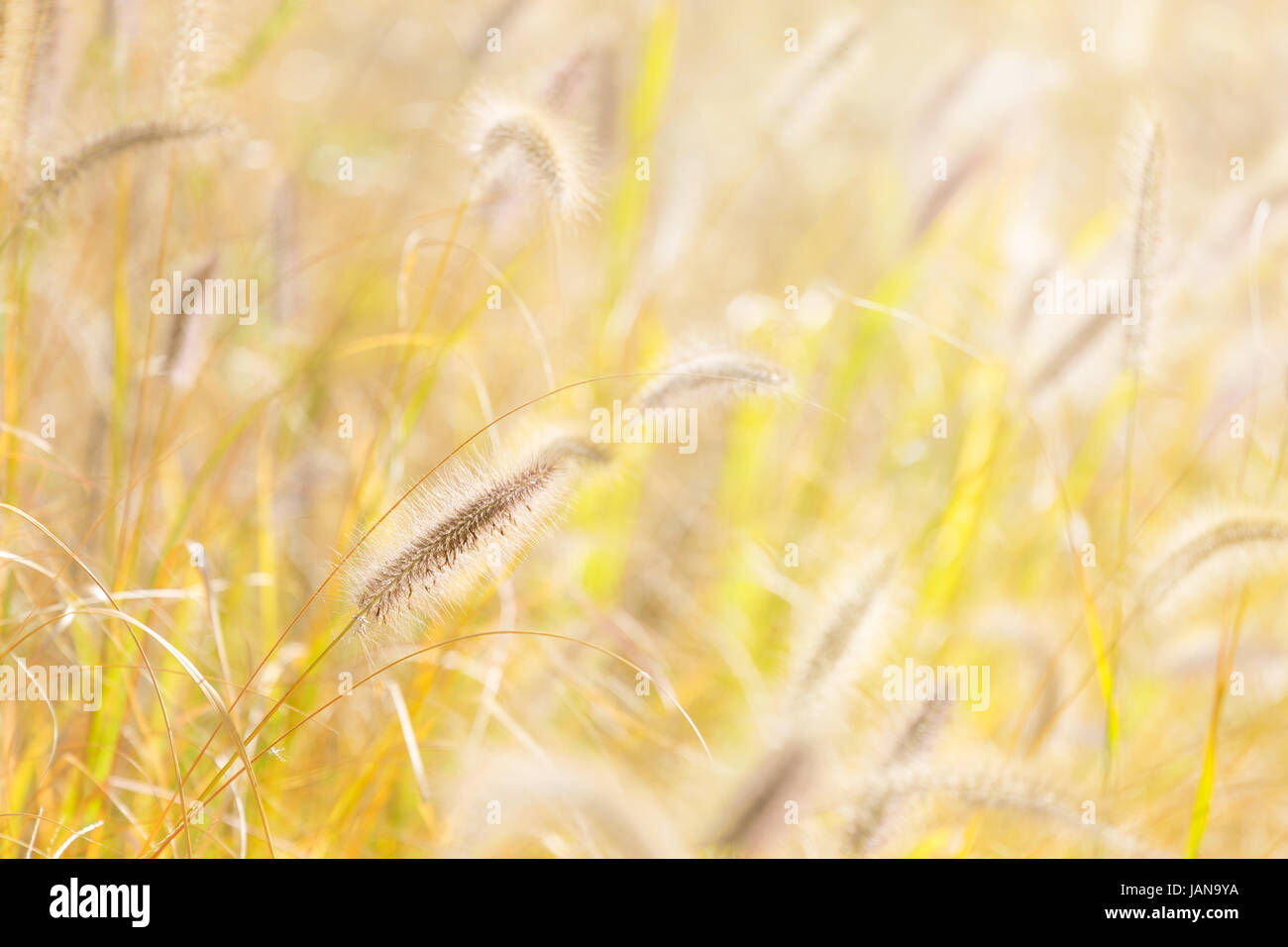Reed and sunlight Stock Photo - Alamy