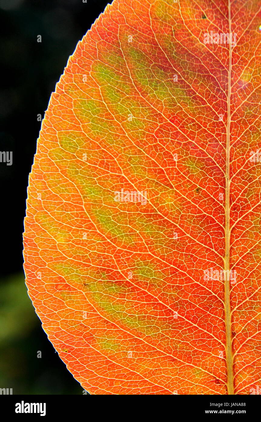 Sun shines trough an autumn leaf Stock Photo - Alamy