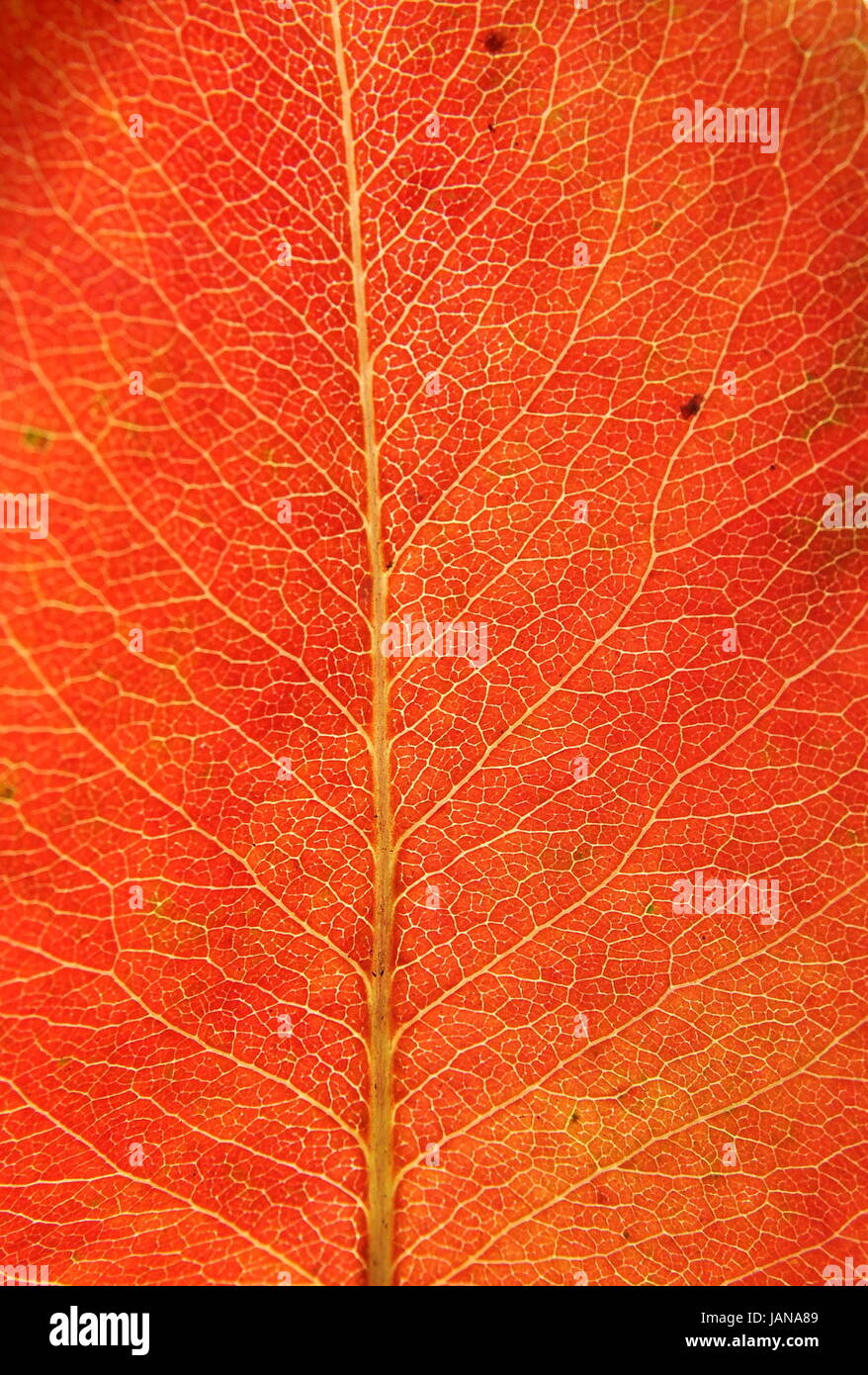 Sun shines trough an autumn leaf Stock Photo - Alamy
