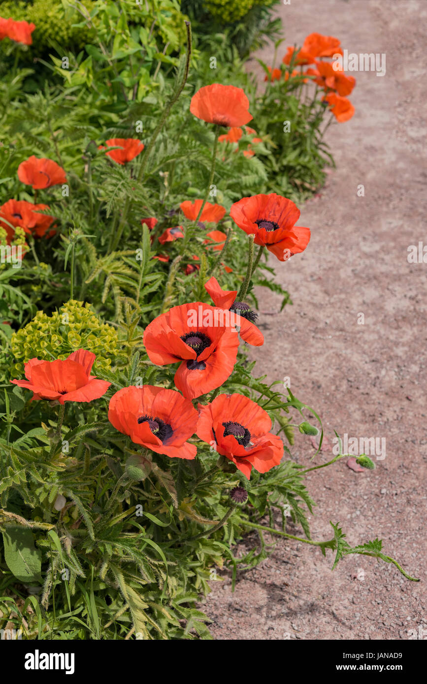 Giant red poppies by garden path Stock Photo - Alamy