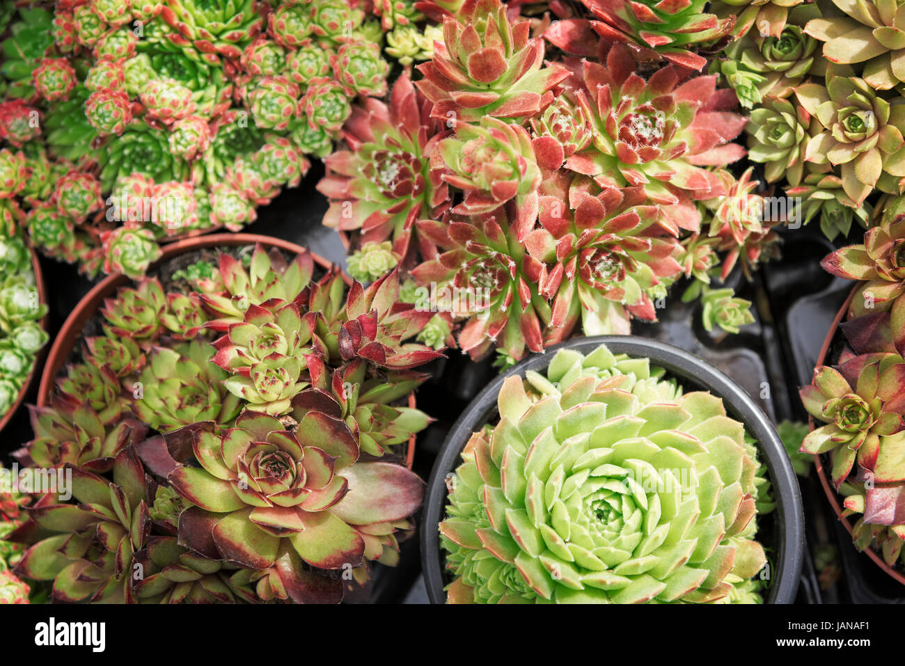 Collection of potted succulent plants Stock Photo - Alamy