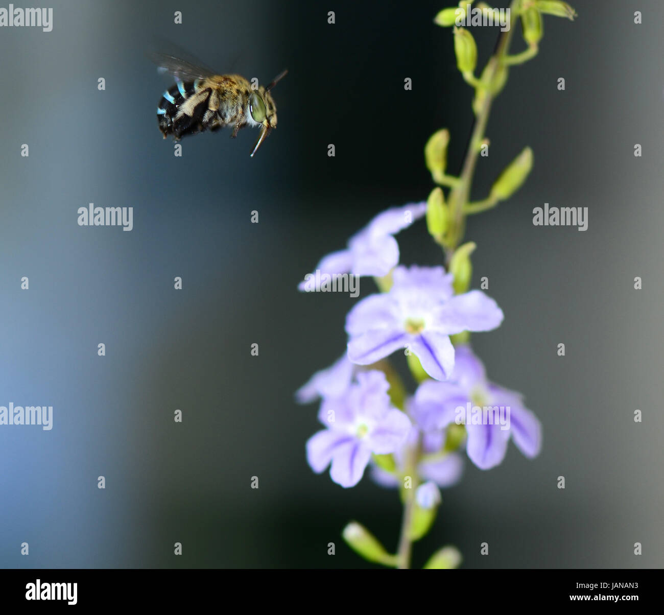 Honey bee flying Stock Photo - Alamy