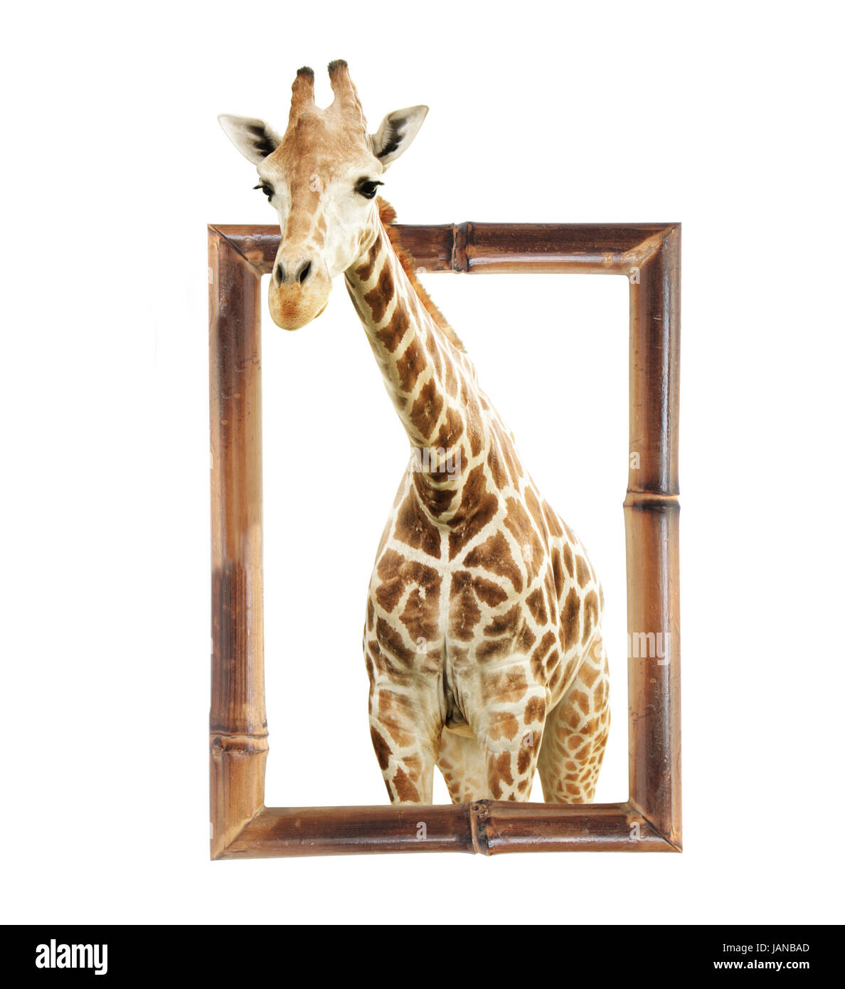 Giraffe in bamboo frame with 3d effect. Isolated on white background ...
