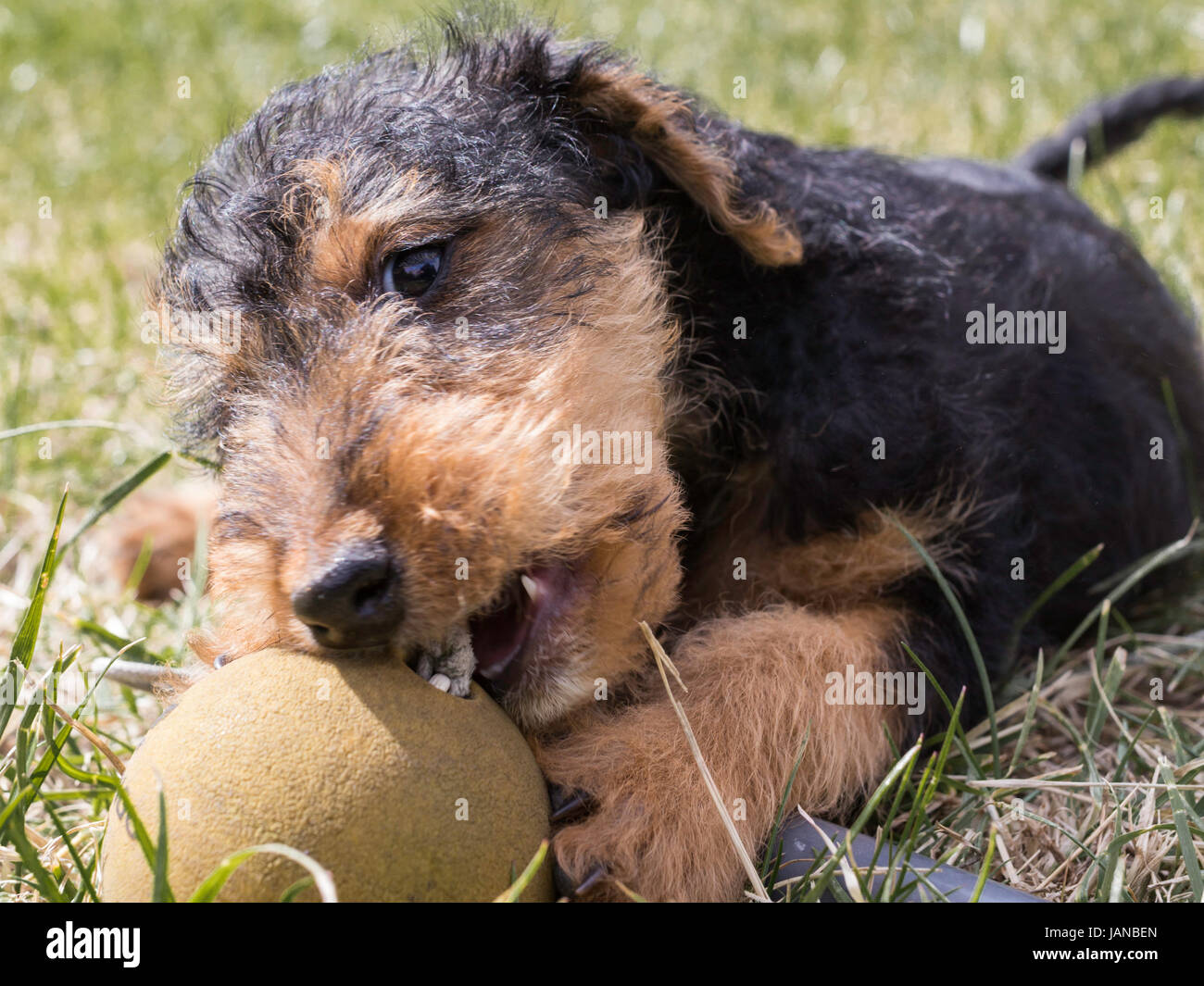 Welsh terrier puppy, cute and sweet little dog Stock Photo - Alamy