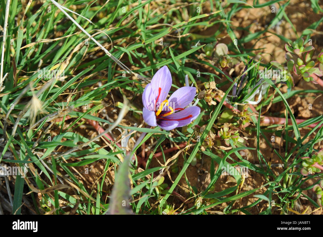 von arabischpersisch zafarān ‏زعفر??‎ „safran“ Stock Photo - Alamy