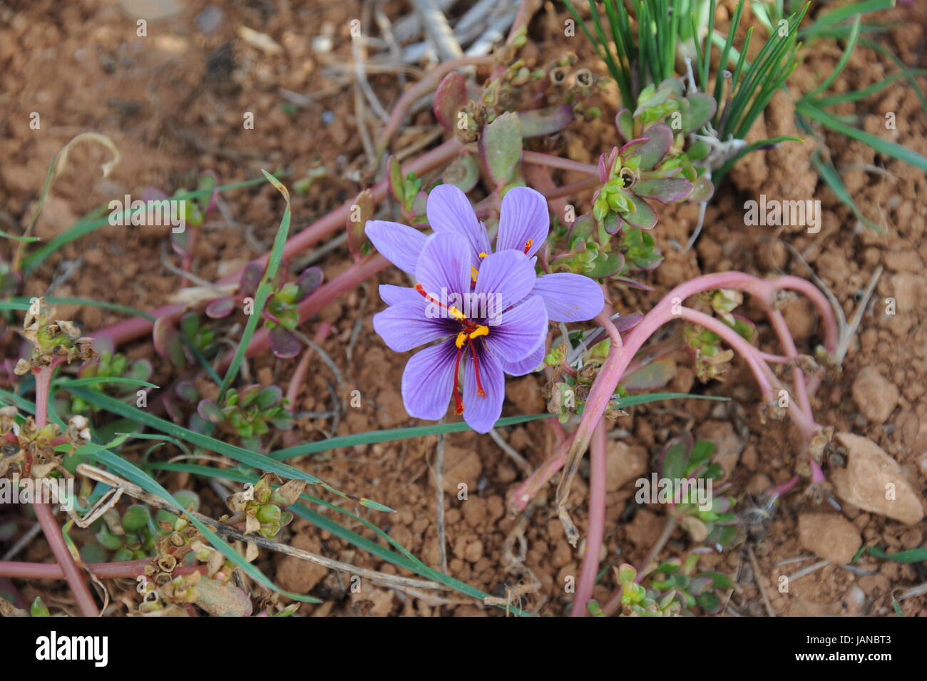 spain - saffron on the field and in basket Stock Photo - Alamy