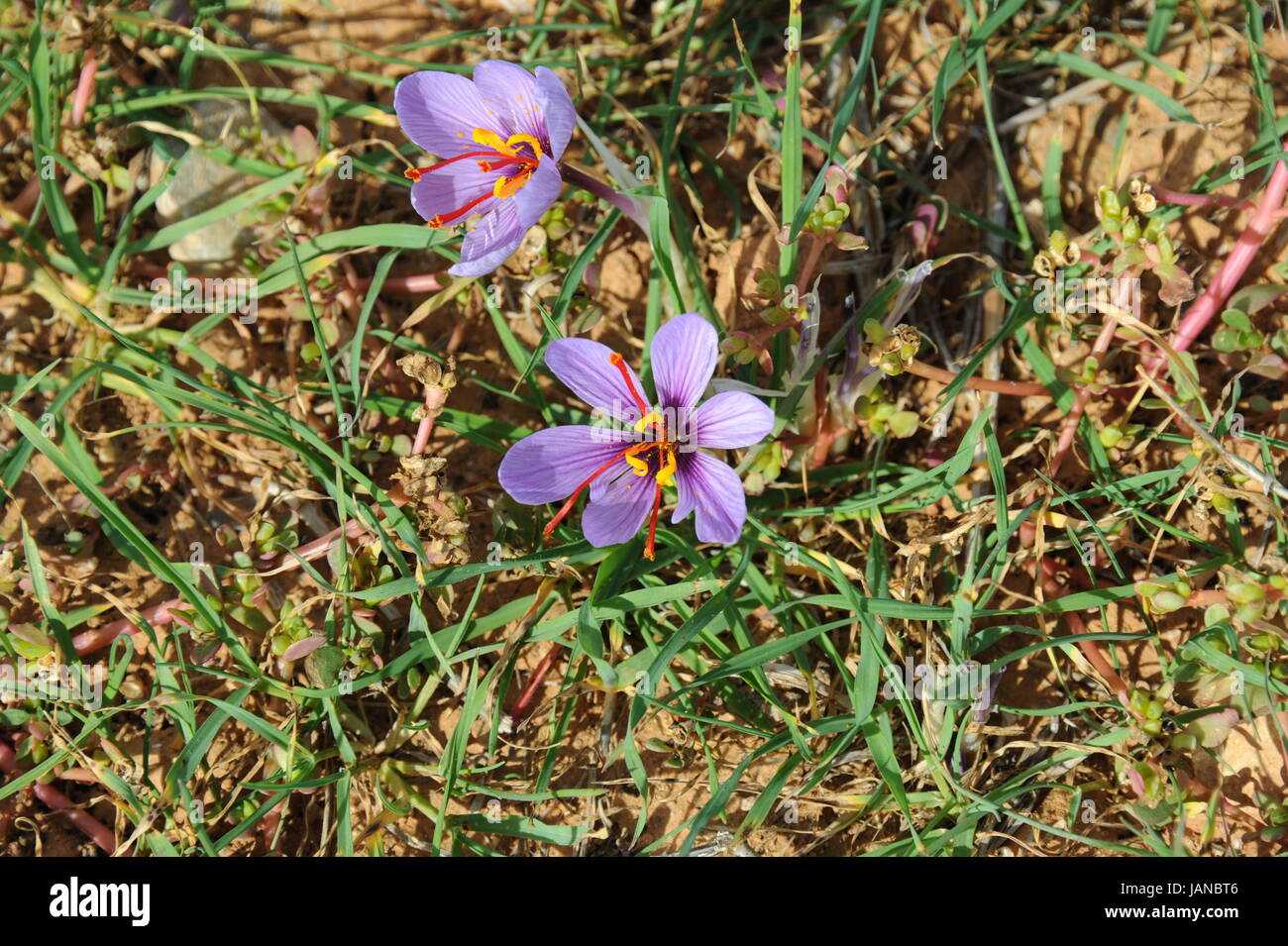 Saffron field spain hi-res stock photography and images - Alamy