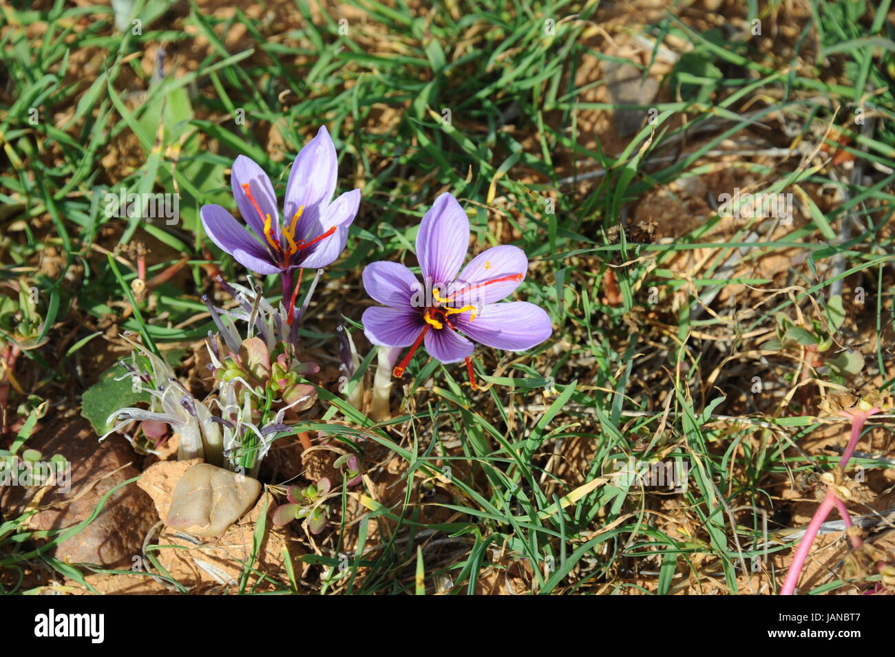 Arabischpersisch hi-res stock photography and images - Alamy